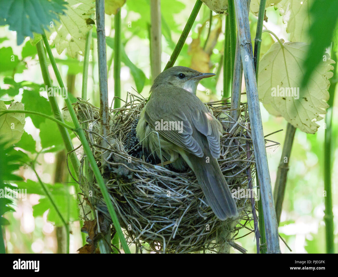 A Chick of Common Cuckoo (Cuculus canorus) in nest of Marsh Warbler ...