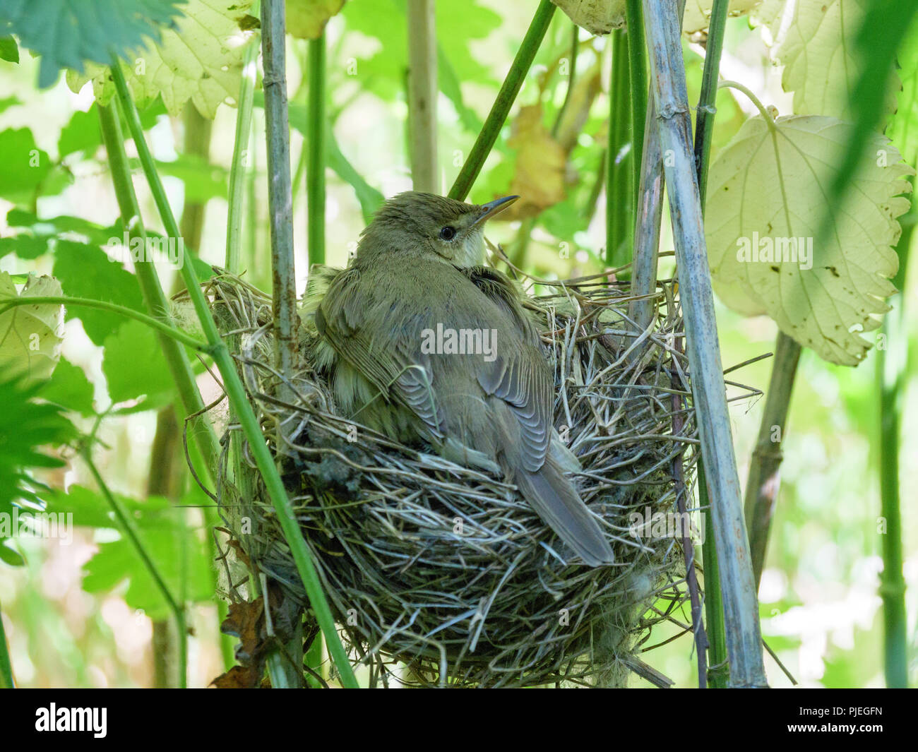 A Chick of Common Cuckoo (Cuculus canorus) in nest of Marsh Warbler ...