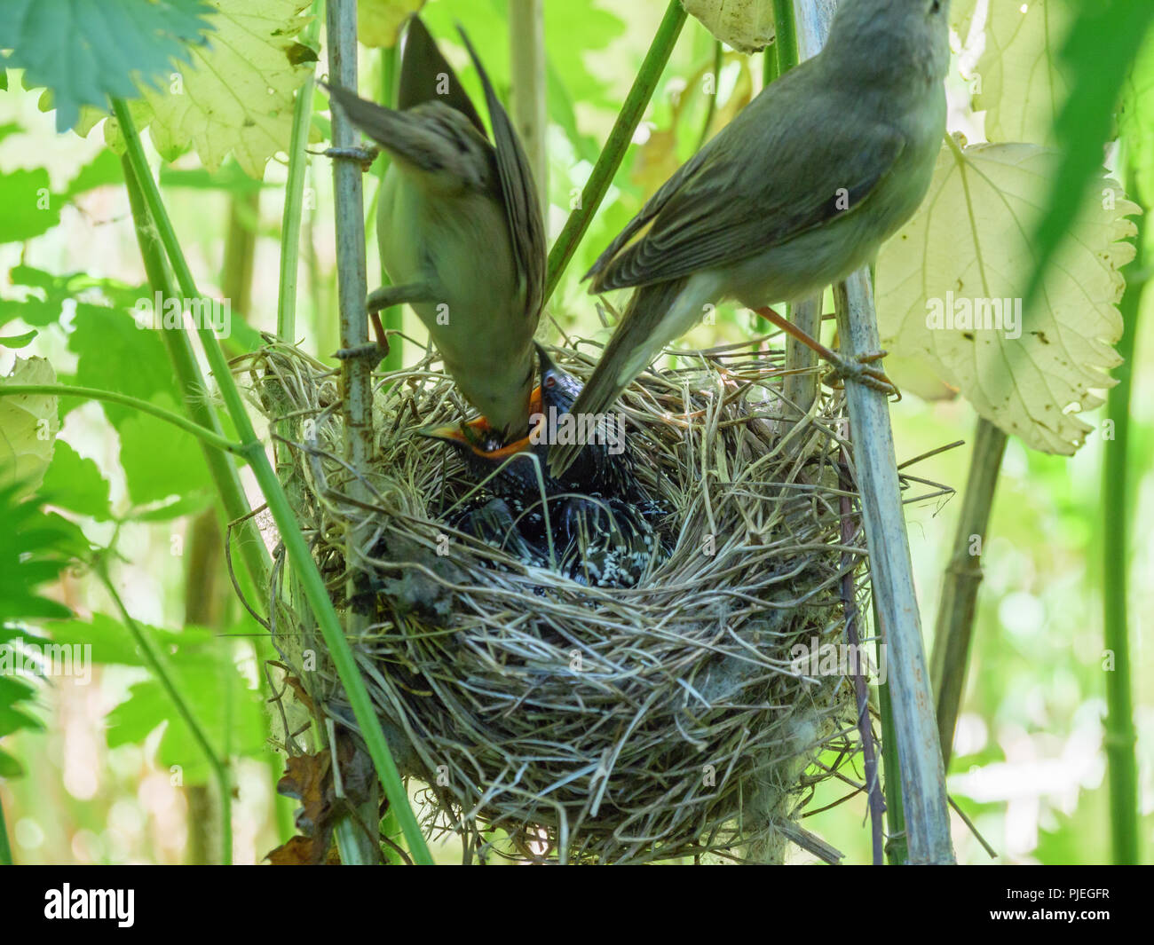 A Chick of Common Cuckoo (Cuculus canorus) in nest of Marsh Warbler ...