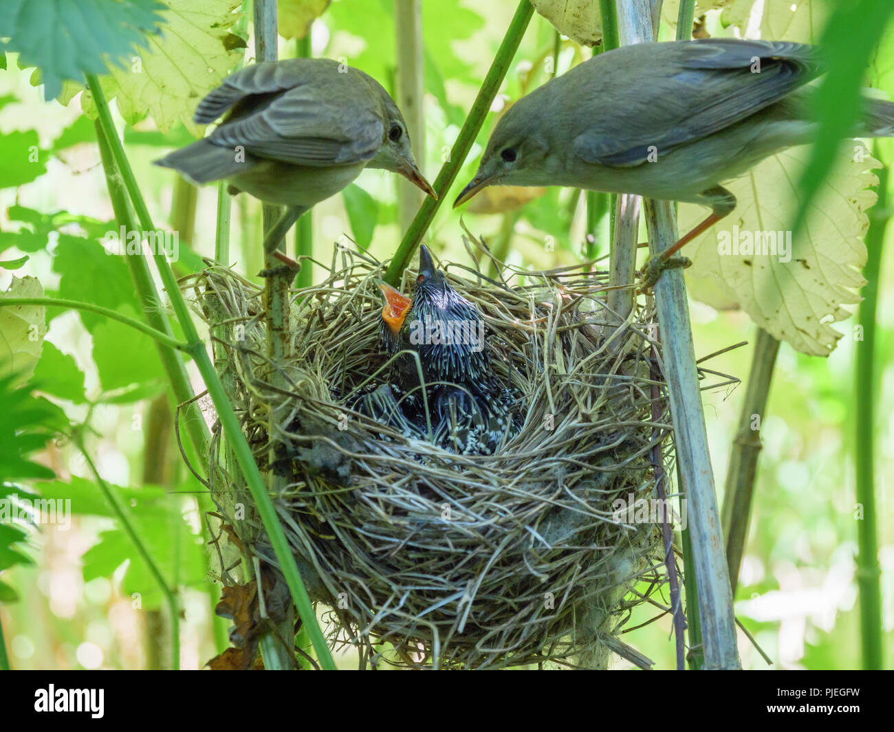 A Chick of Common Cuckoo (Cuculus canorus) in nest of Marsh Warbler ...