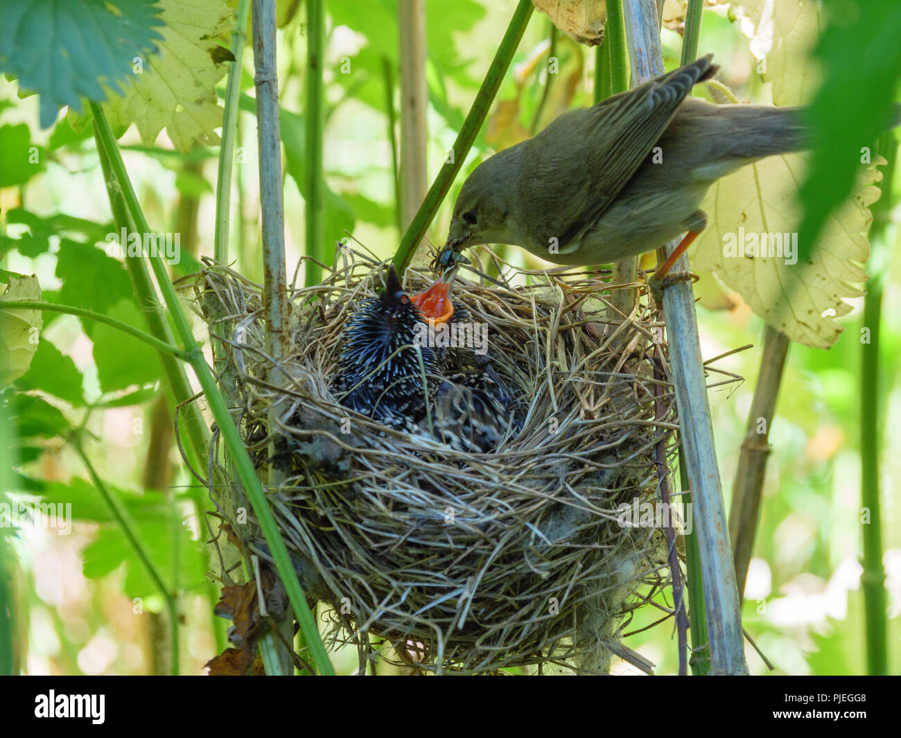 A Chick of Common Cuckoo (Cuculus canorus) in nest of Marsh Warbler ...