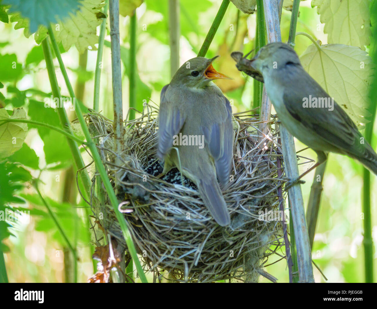 A Chick of Common Cuckoo (Cuculus canorus) in nest of Marsh Warbler ...