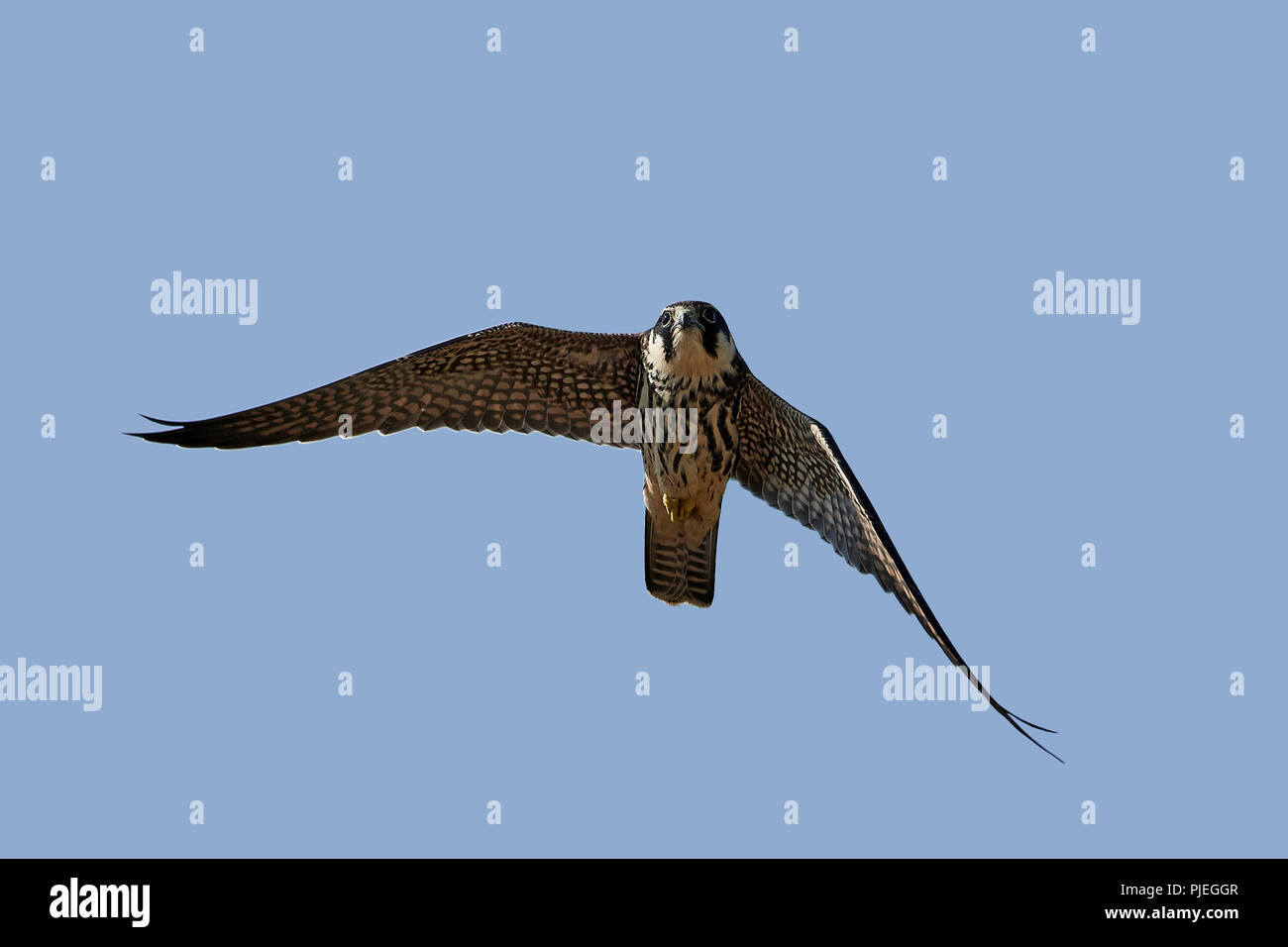 Eurasian hobby in flight in its natural habitat in Denmark Stock Photo ...