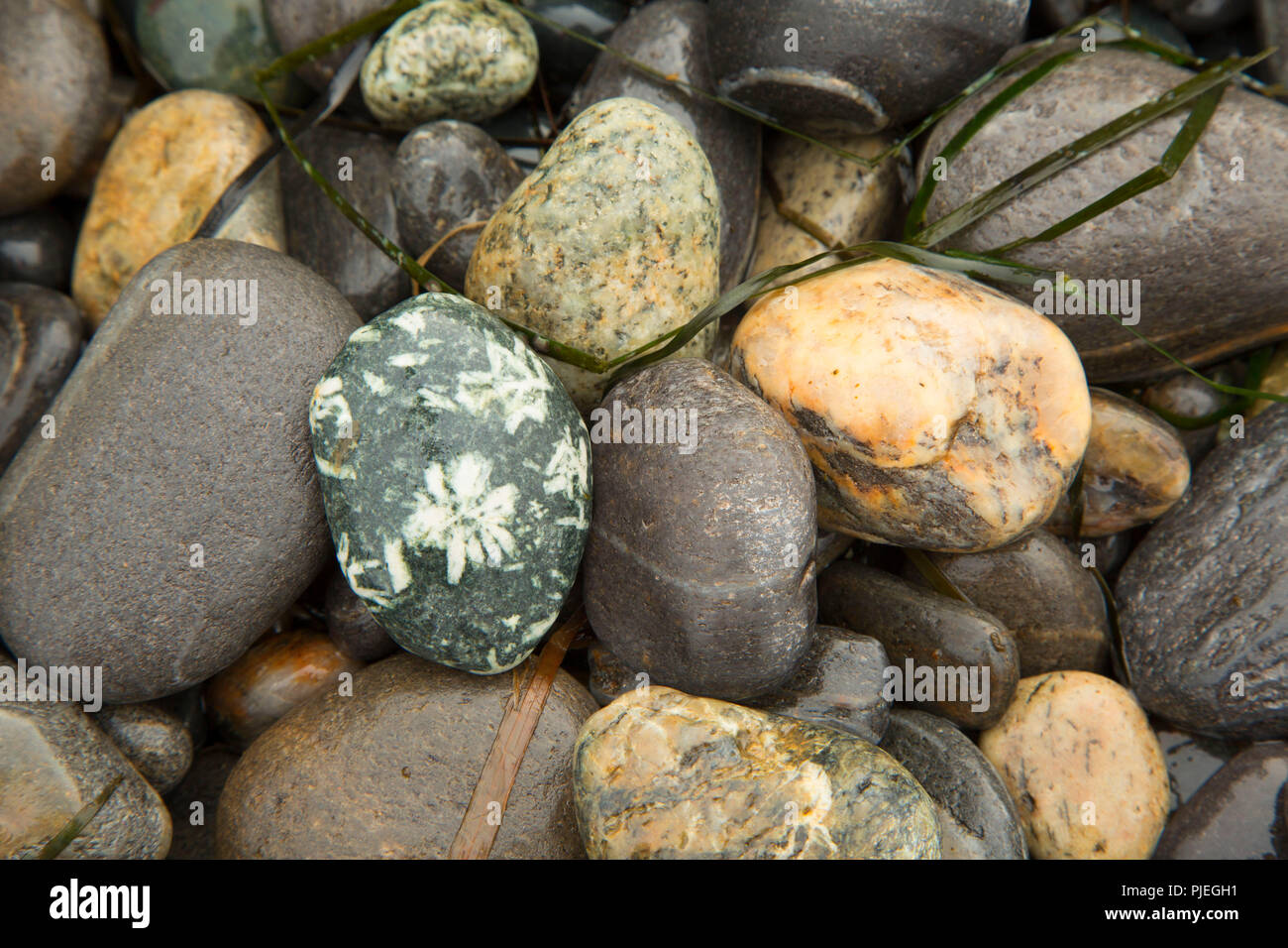 Dallasite hi-res stock photography and images - Alamy