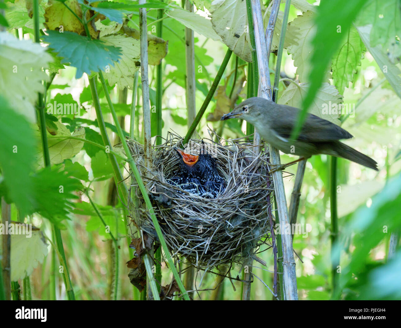 A Chick of Common Cuckoo (Cuculus canorus) in nest of Marsh Warbler ...