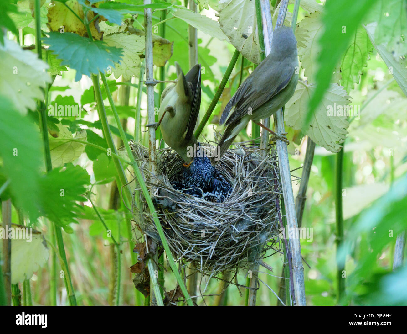 A Chick of Common Cuckoo (Cuculus canorus) in nest of Marsh Warbler ...
