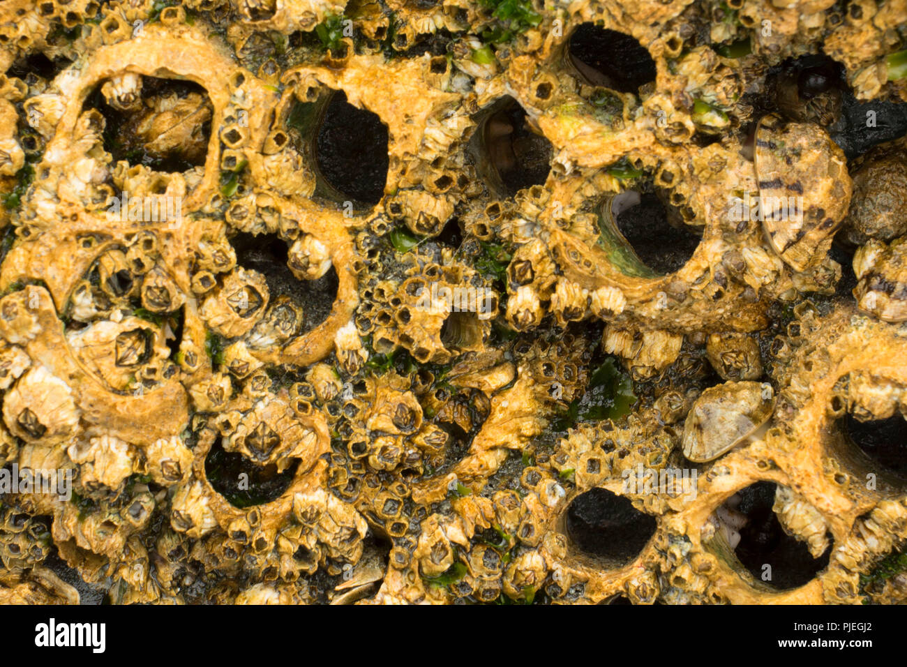 Juan de fuca provincial park china beach hi-res stock photography and ...