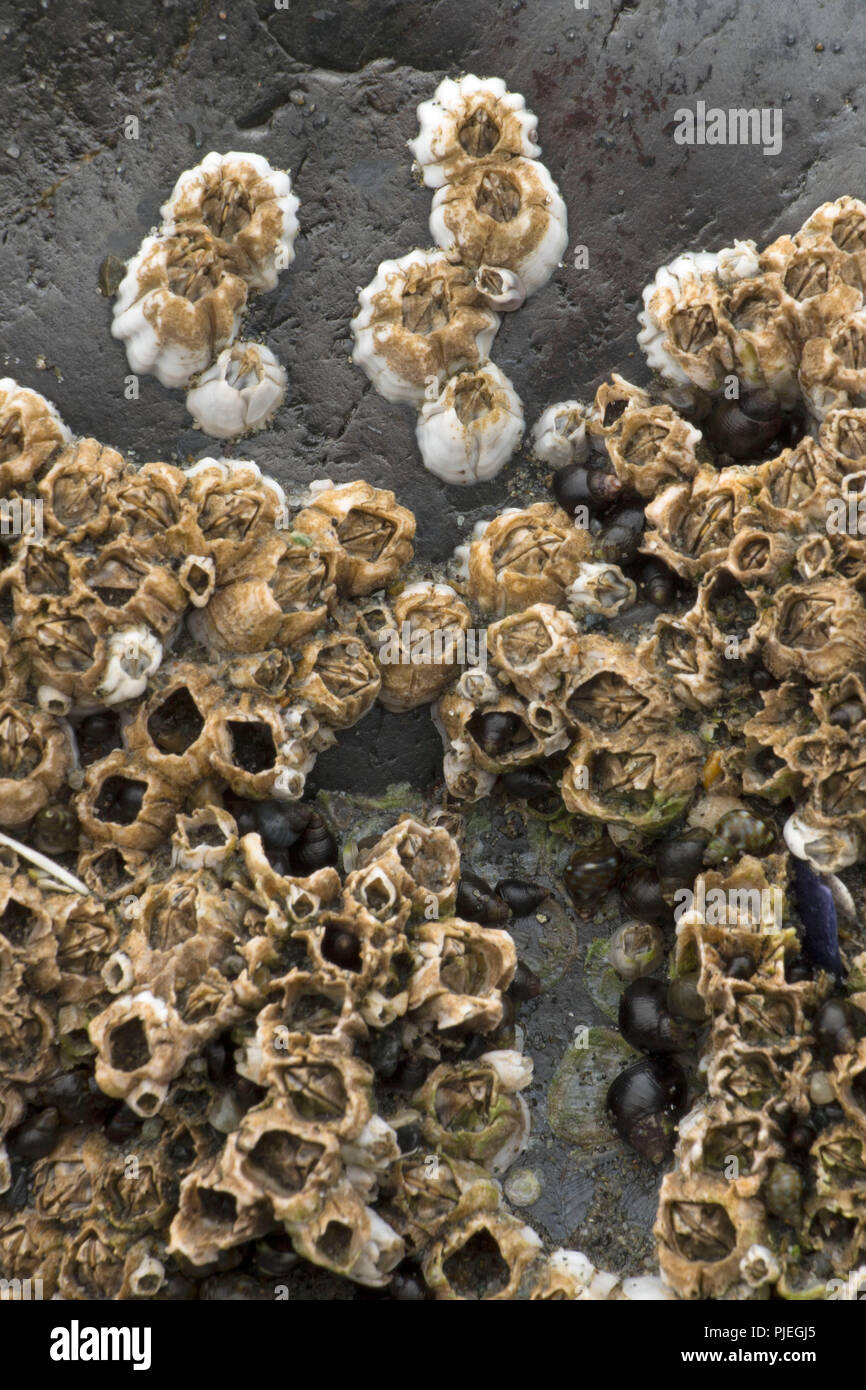 Juan de fuca provincial park china beach hi-res stock photography and ...