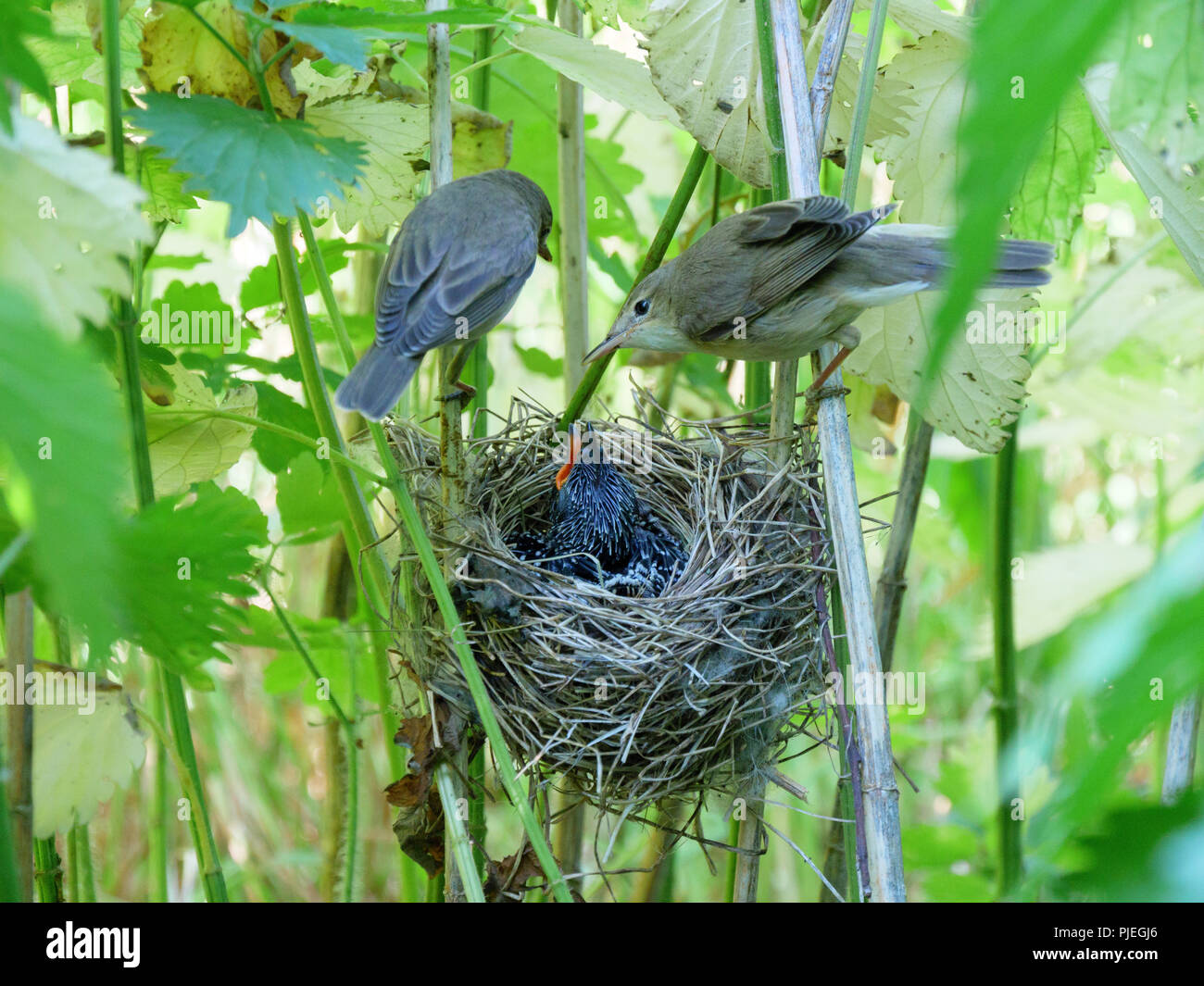 A Chick of Common Cuckoo (Cuculus canorus) in nest of Marsh Warbler ...