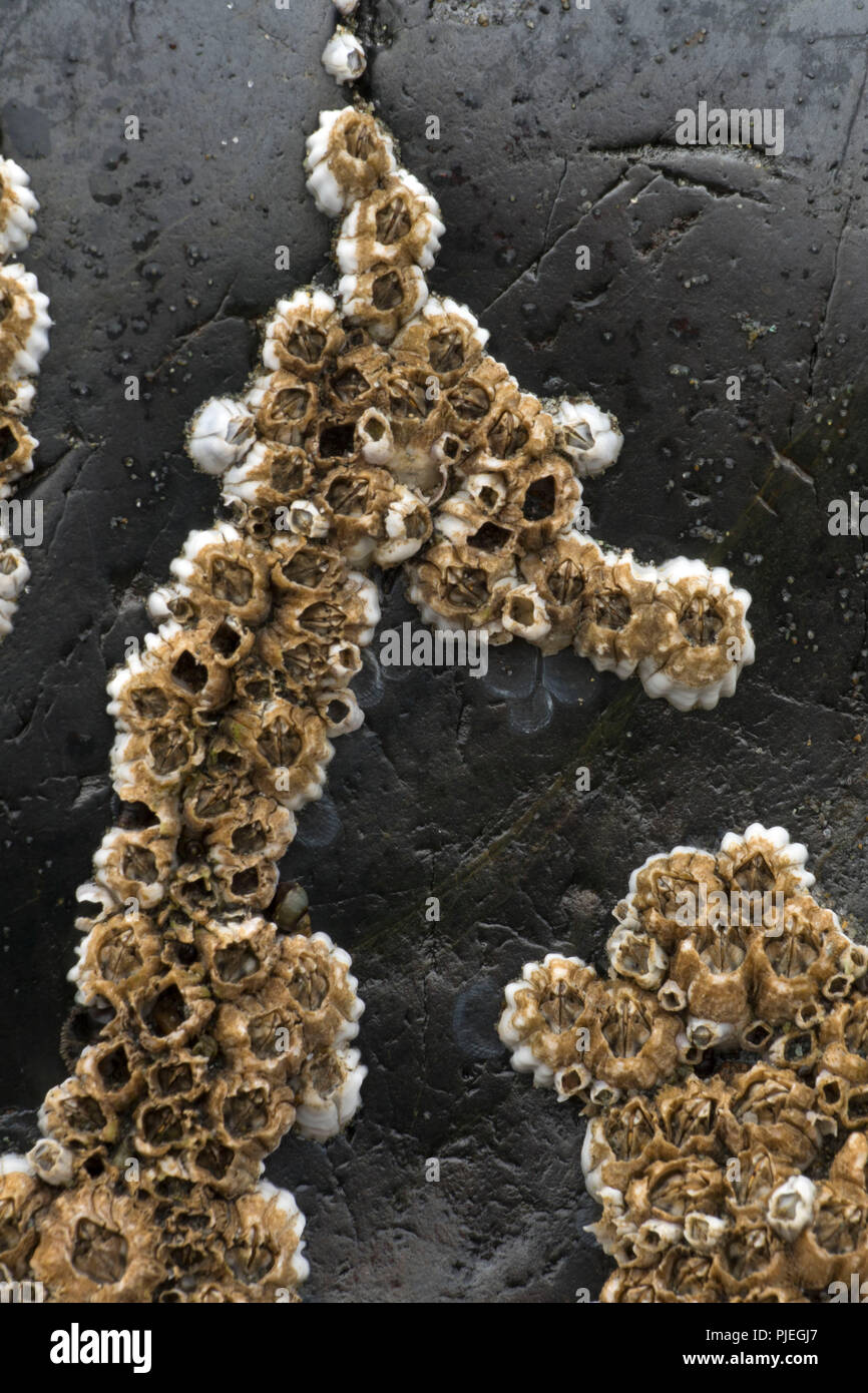 Juan de fuca provincial park china beach hi-res stock photography and ...