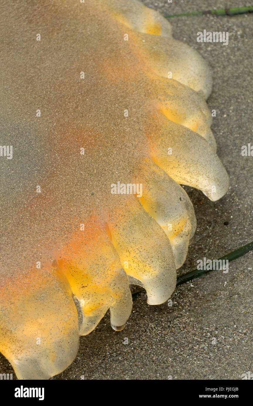 Salish sea canada hi-res stock photography and images - Alamy