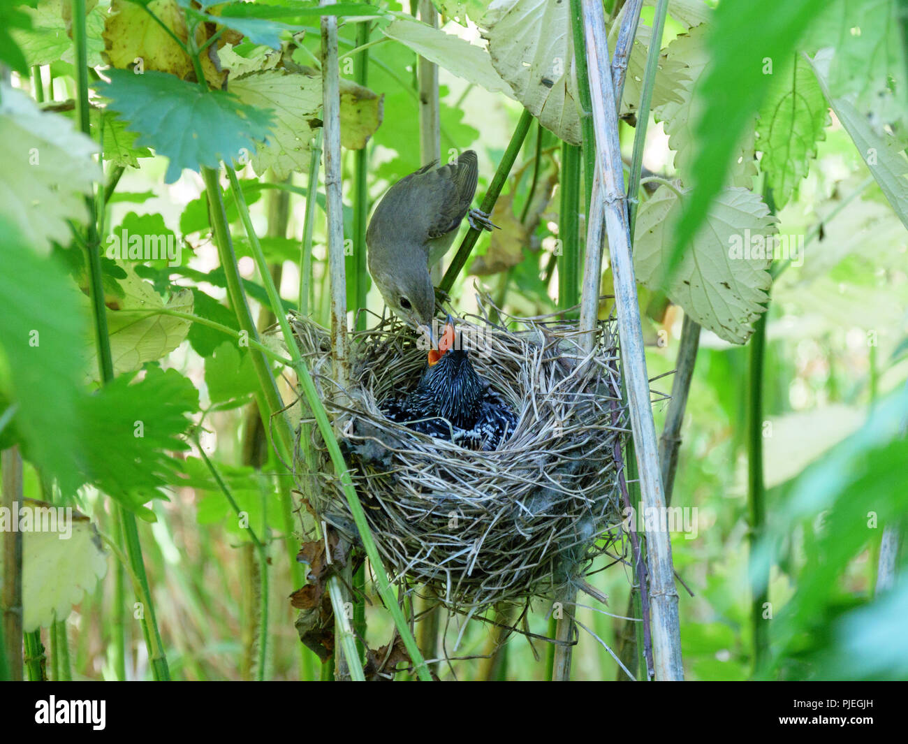 A Chick of Common Cuckoo (Cuculus canorus) in nest of Marsh Warbler ...