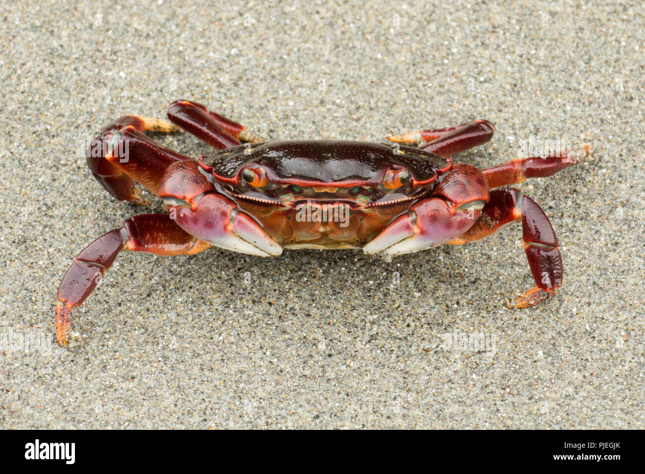 Purple shore crab (Hemigrapsus nudus), Juan de Fuca Provincial Park ...