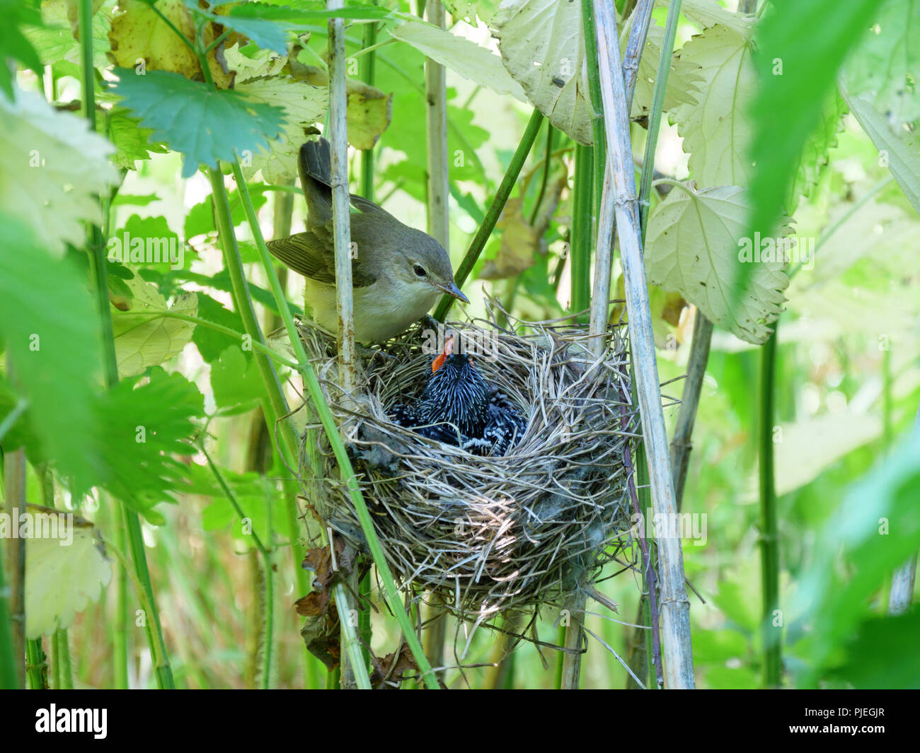 A Chick of Common Cuckoo (Cuculus canorus) in nest of Marsh Warbler ...