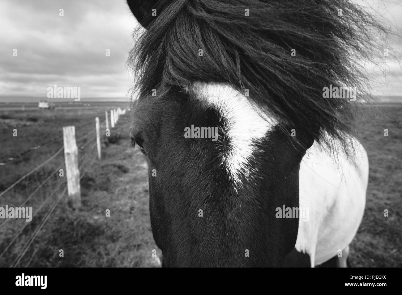 Grey black icelandic horse Black and White Stock Photos & Images - Alamy