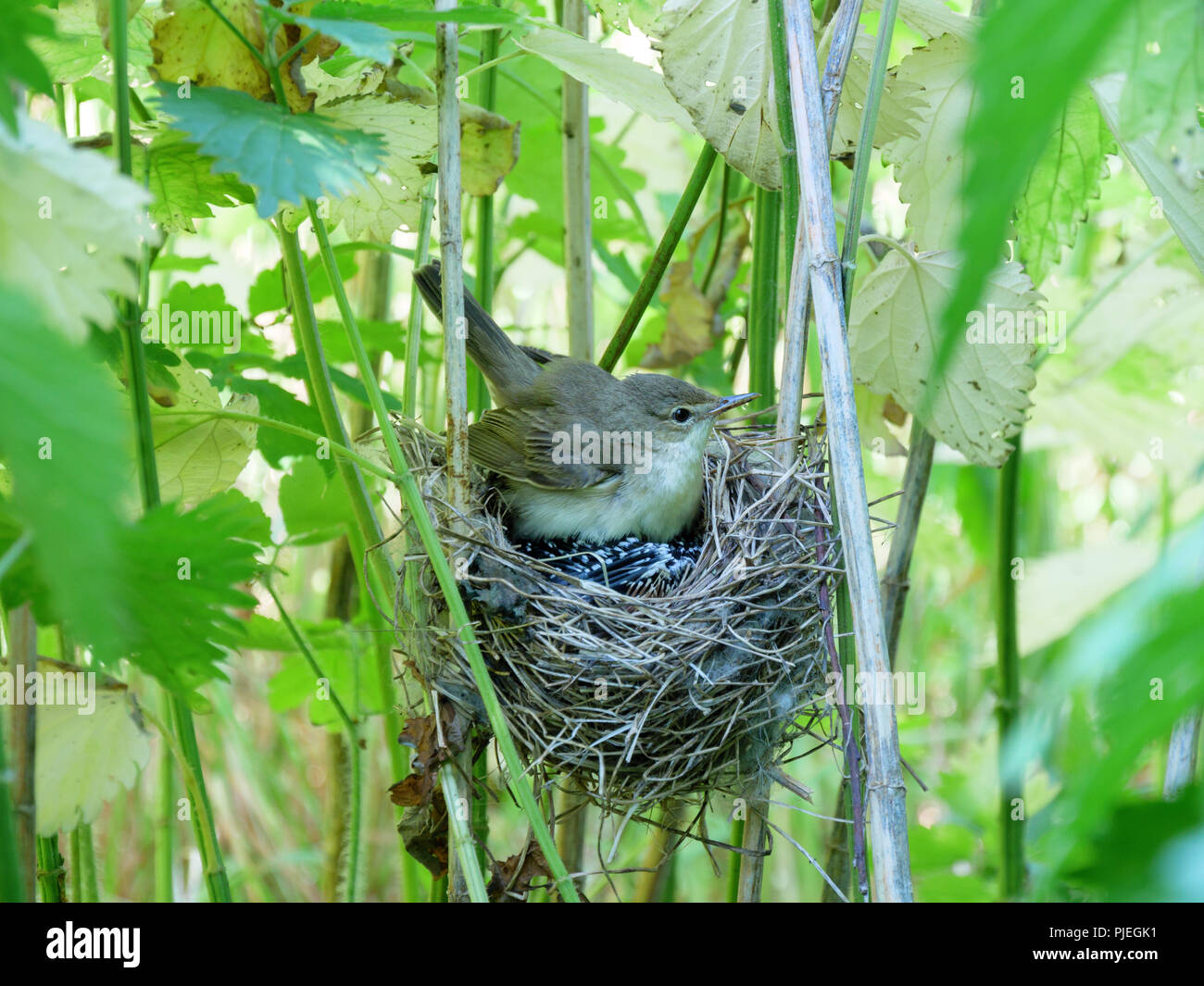 A Chick of Common Cuckoo (Cuculus canorus) in nest of Marsh Warbler ...