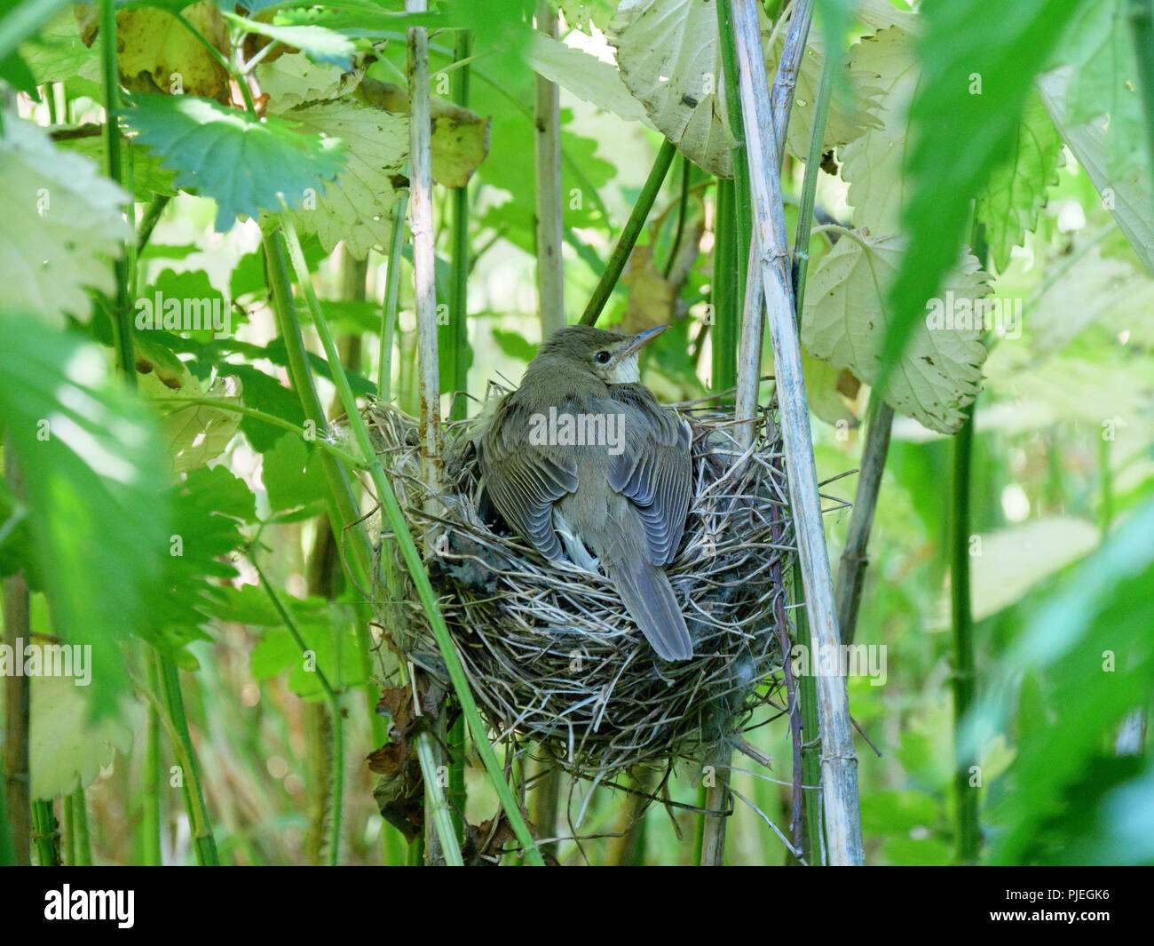 A Chick of Common Cuckoo (Cuculus canorus) in nest of Marsh Warbler ...
