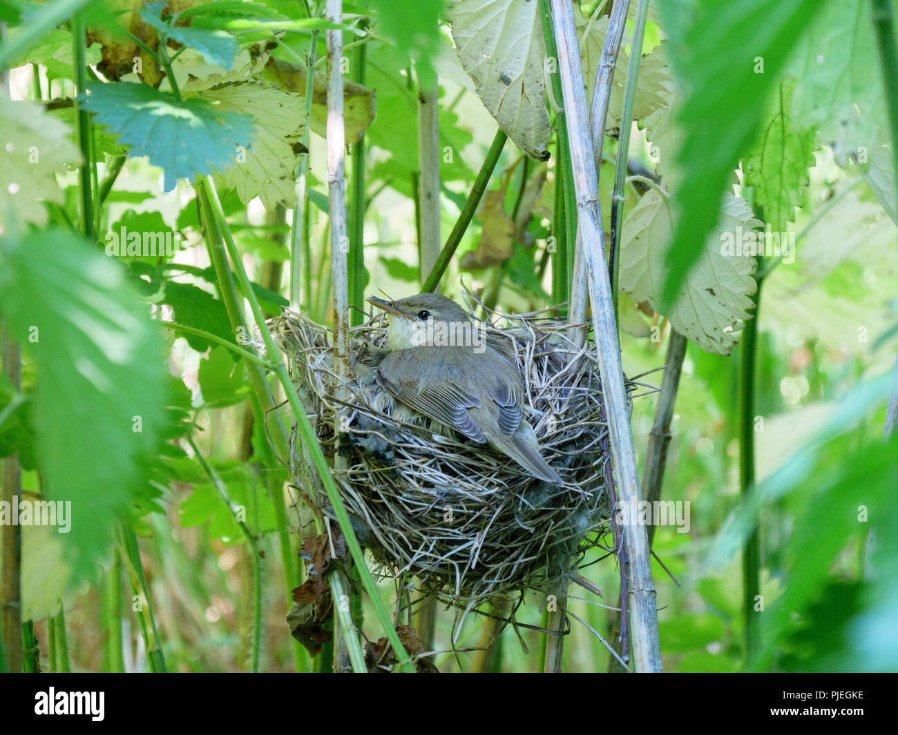 A Chick of Common Cuckoo (Cuculus canorus) in nest of Marsh Warbler ...
