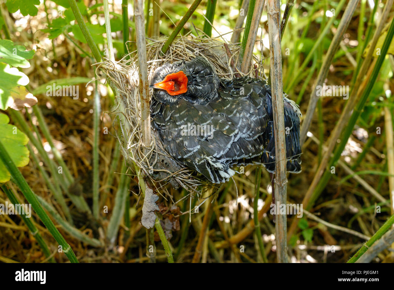 A Chick of Common Cuckoo (Cuculus canorus) in nest of Marsh Warbler ...