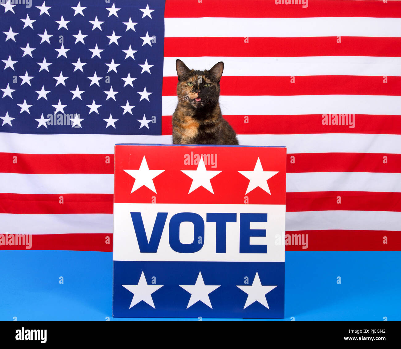 One tortoiseshell cat sitting behind a podium with VOTE sign on the ...