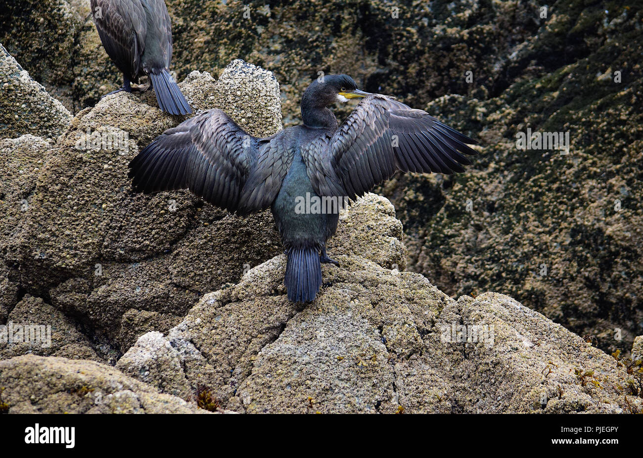 Cormorants, Padstow, Cornwall, 020817 Stock Photo - Alamy