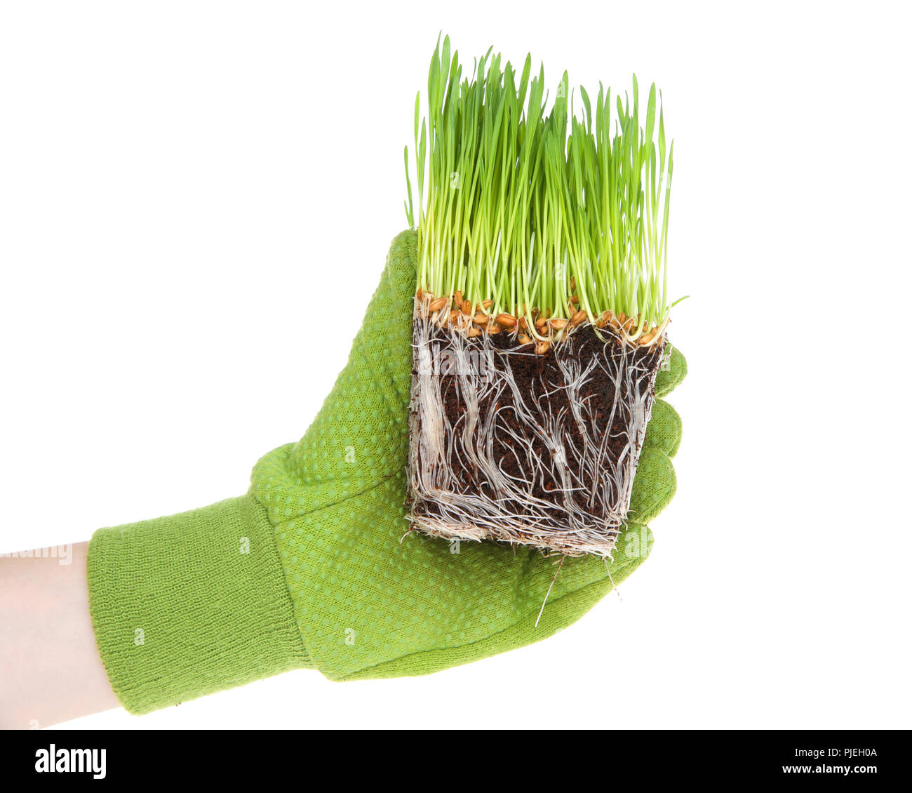 Wheat plant roots hi-res stock photography and images - Alamy