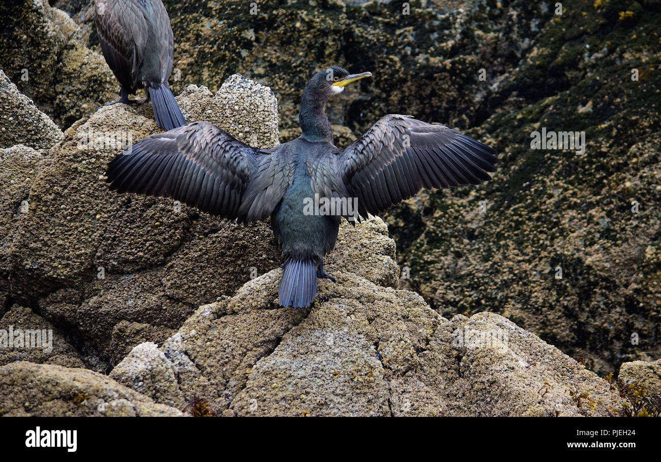Cormorant droppings uk hi-res stock photography and images - Alamy