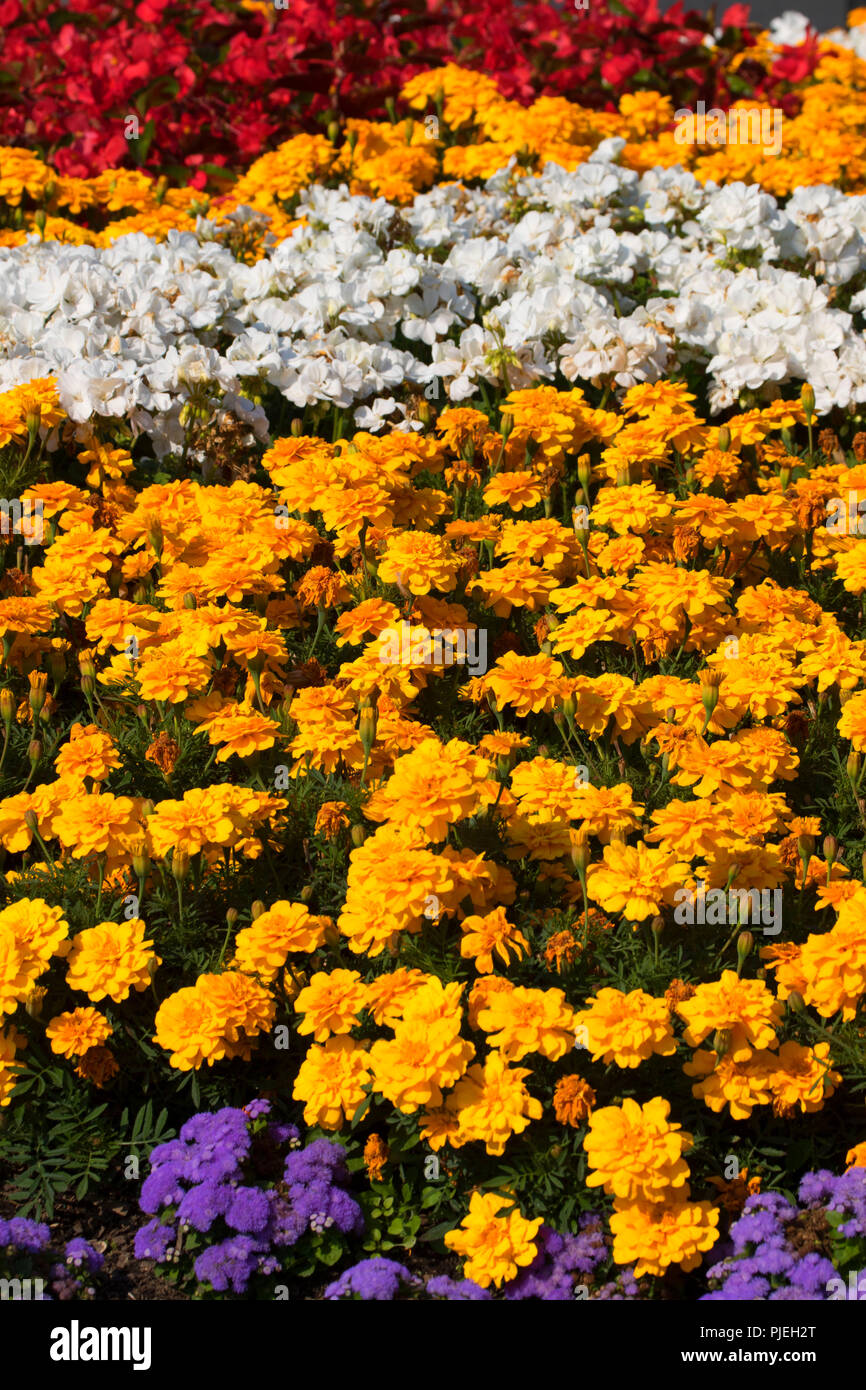 Victoria british columbia flowers hi-res stock photography and images ...