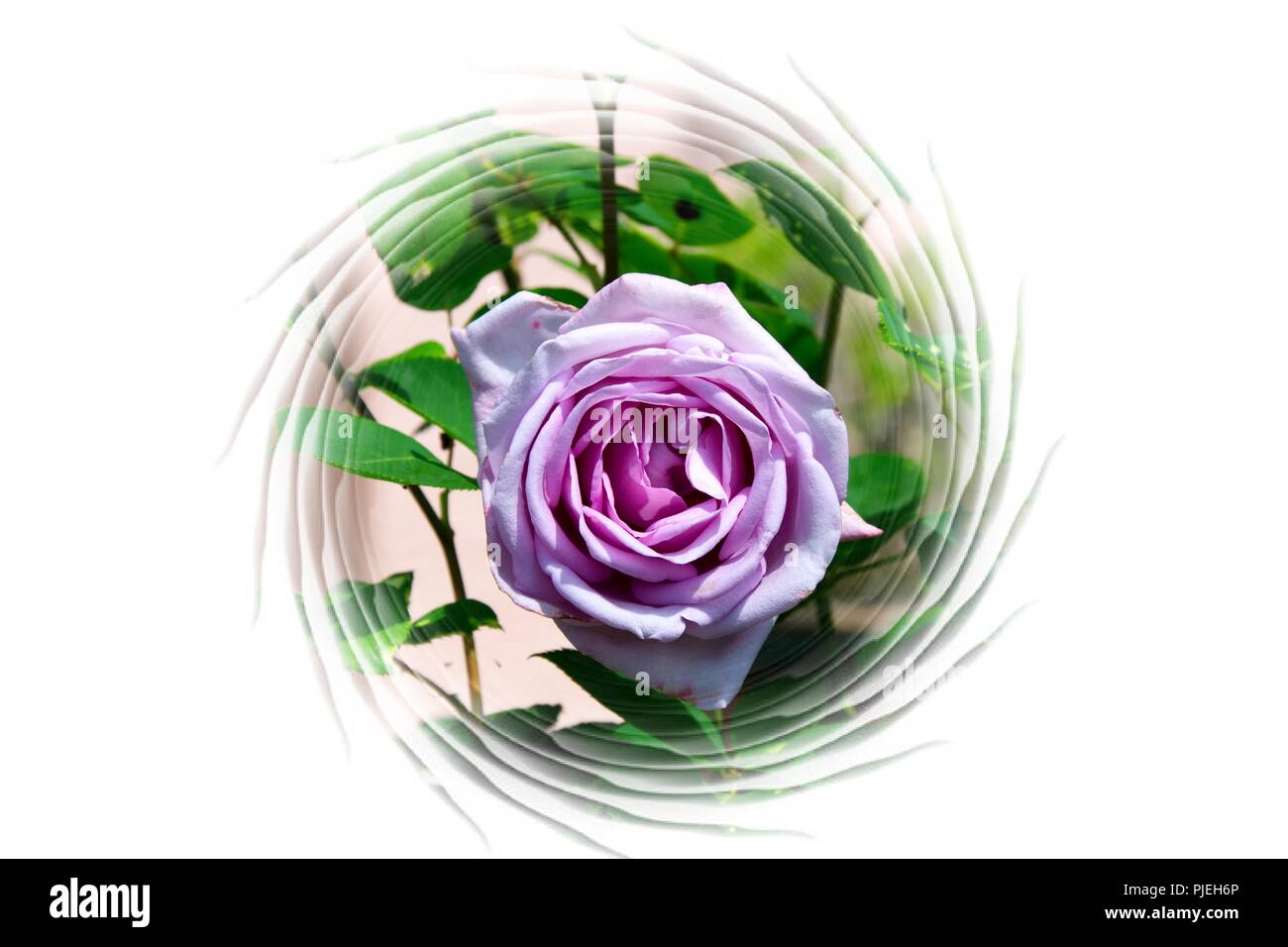 Blooming lilac rose blossom - Spiral frame design Stock Photo - Alamy