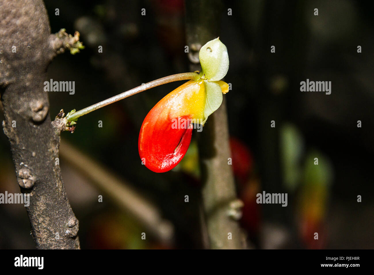 Parrot plant hi-res stock photography and images - Alamy