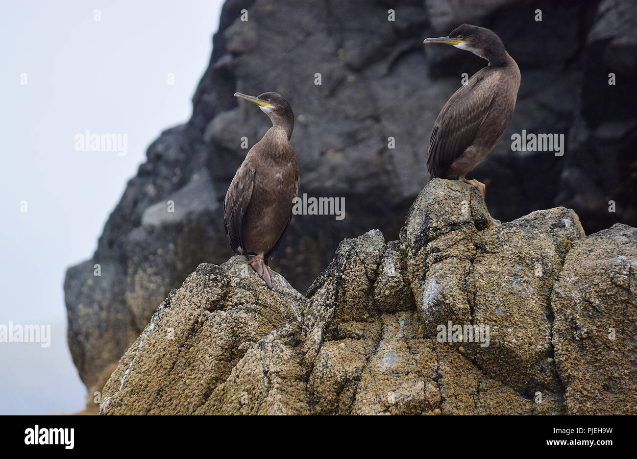 Cormorant droppings uk hi-res stock photography and images - Alamy