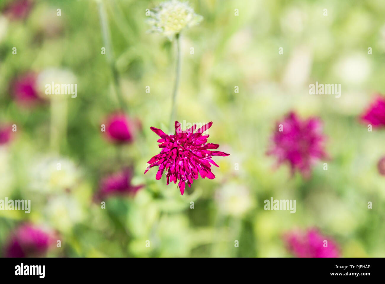 Knautia macedonica perennial garden flower hi-res stock photography and ...