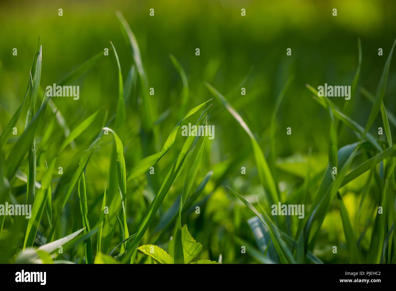 Green spring grass in close up. Spring background with green leaves of ...