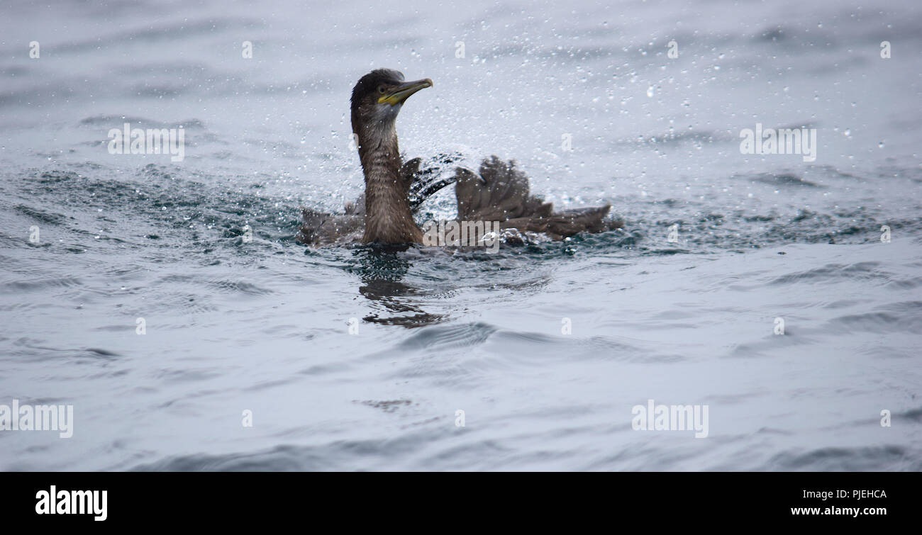 Cormorants, Padstow, Cornwall, 020817 Stock Photo - Alamy