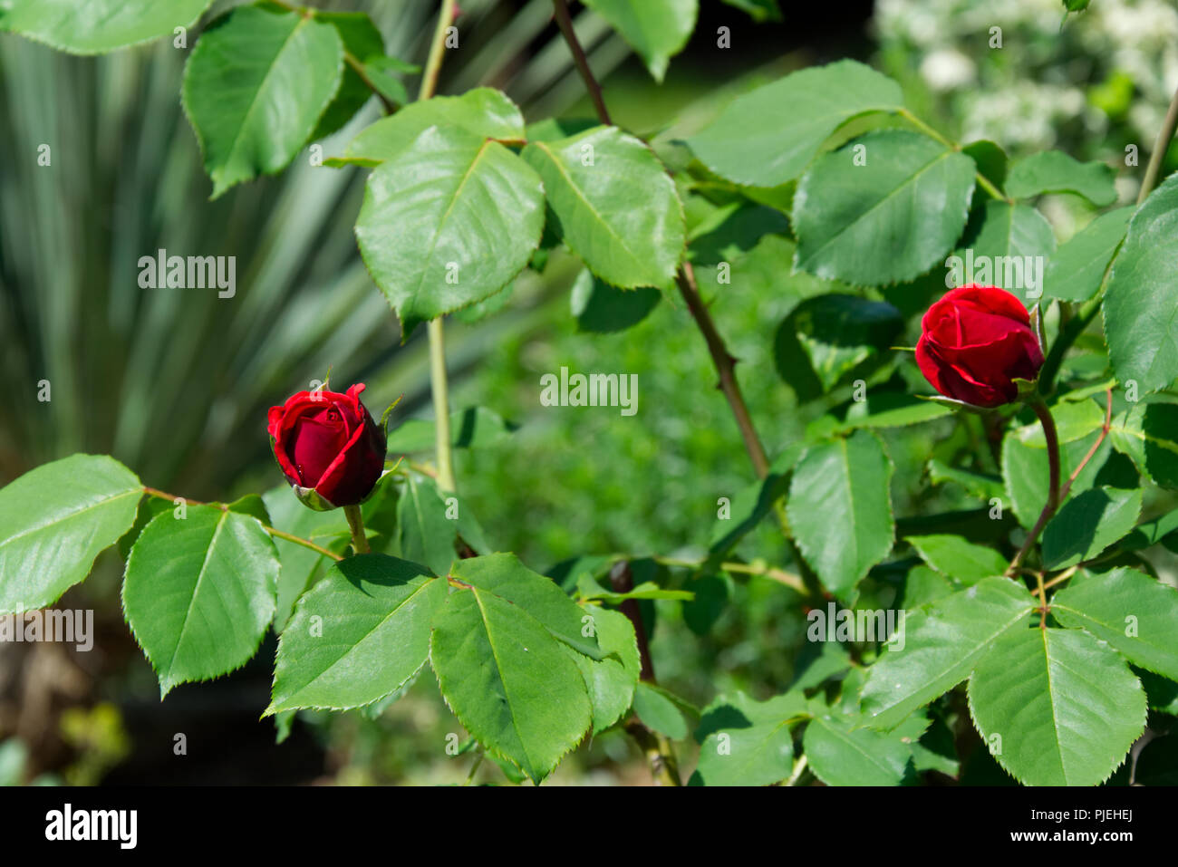 Red opening rose buds - Blooming flowers in the garden Stock Photo - Alamy