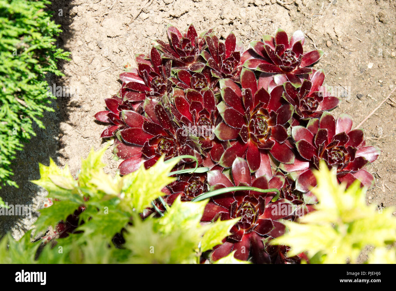 Burgundy shrub in the garden - Flowers growing in the garden Stock ...