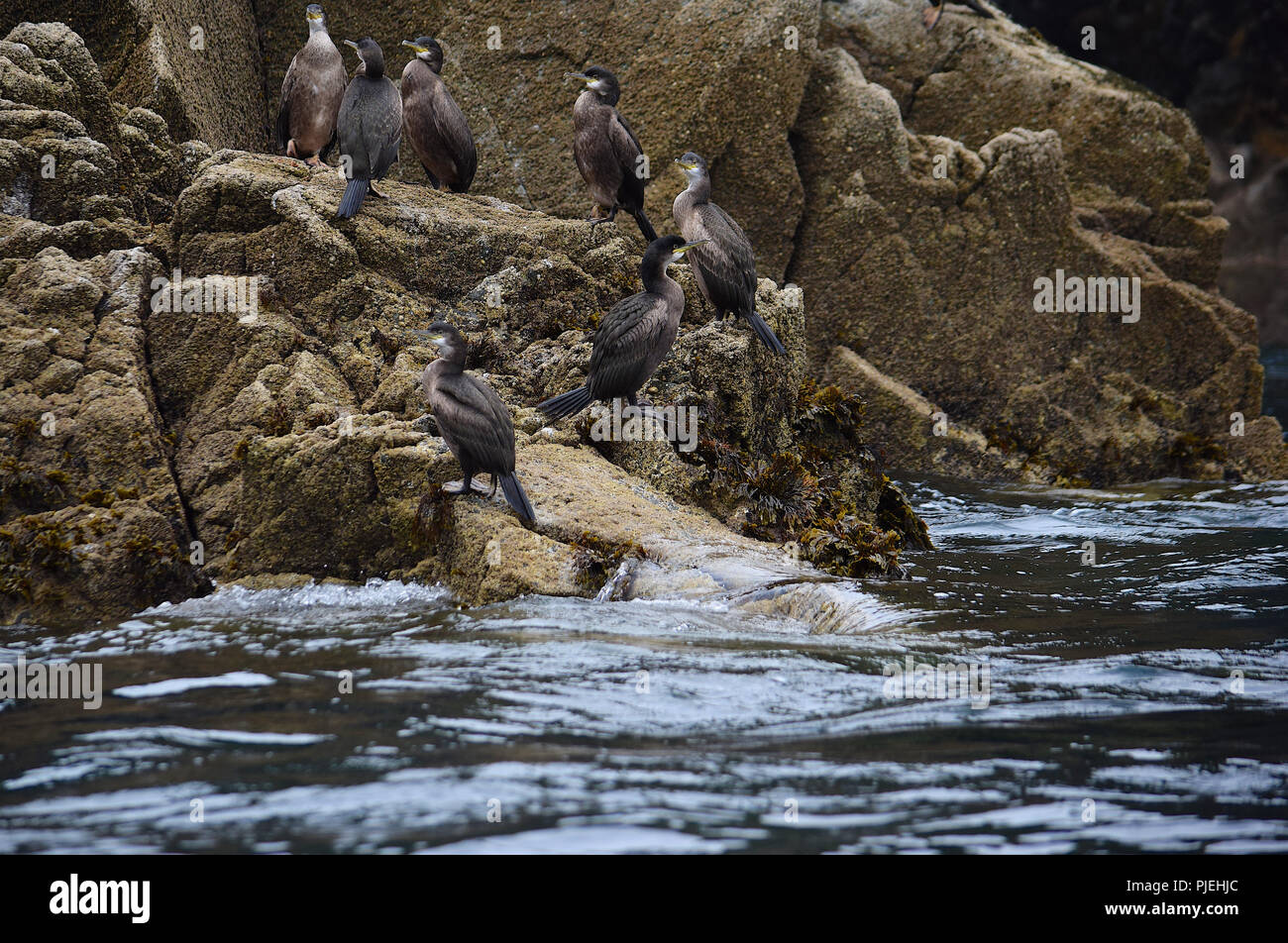 Cormorant droppings uk hi-res stock photography and images - Alamy