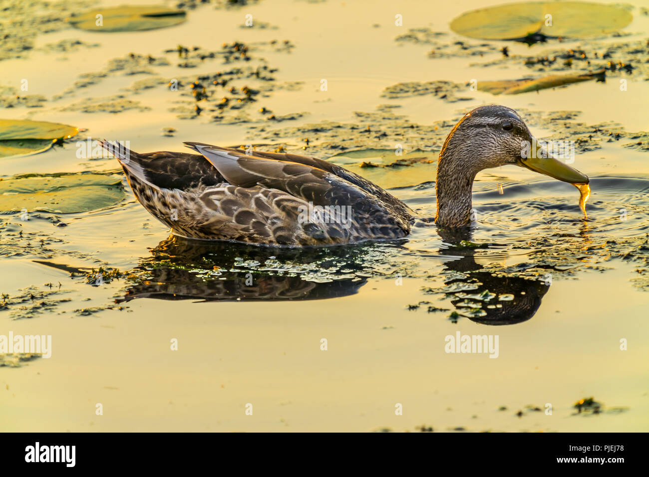 Mallard Duck Female Golden Sunset Juanita Bay Park Lake Washington ...