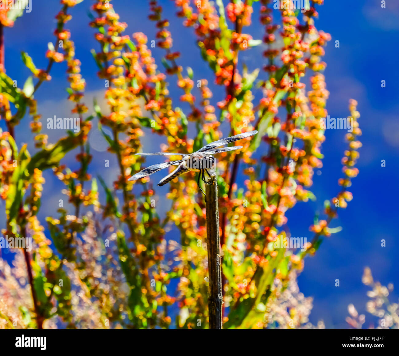 Pacific whitetail hi-res stock photography and images - Alamy