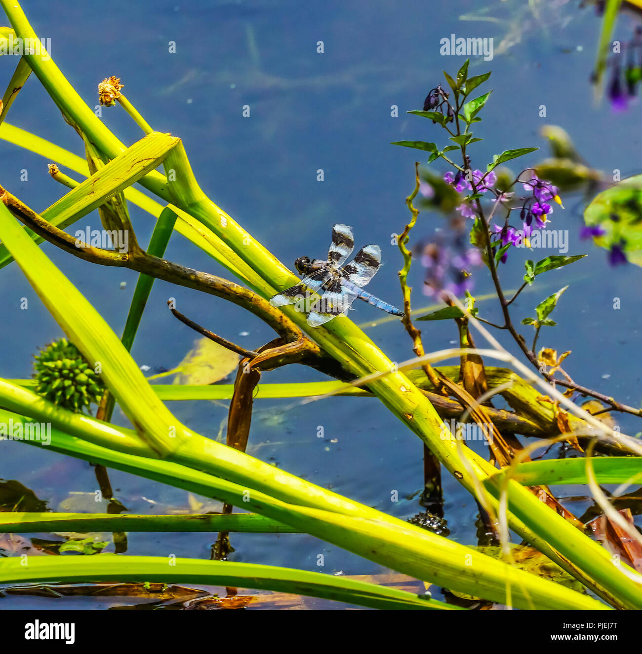 Common Whitetail Dragonfly Two Transparent Wings Juanita Bay Park ...