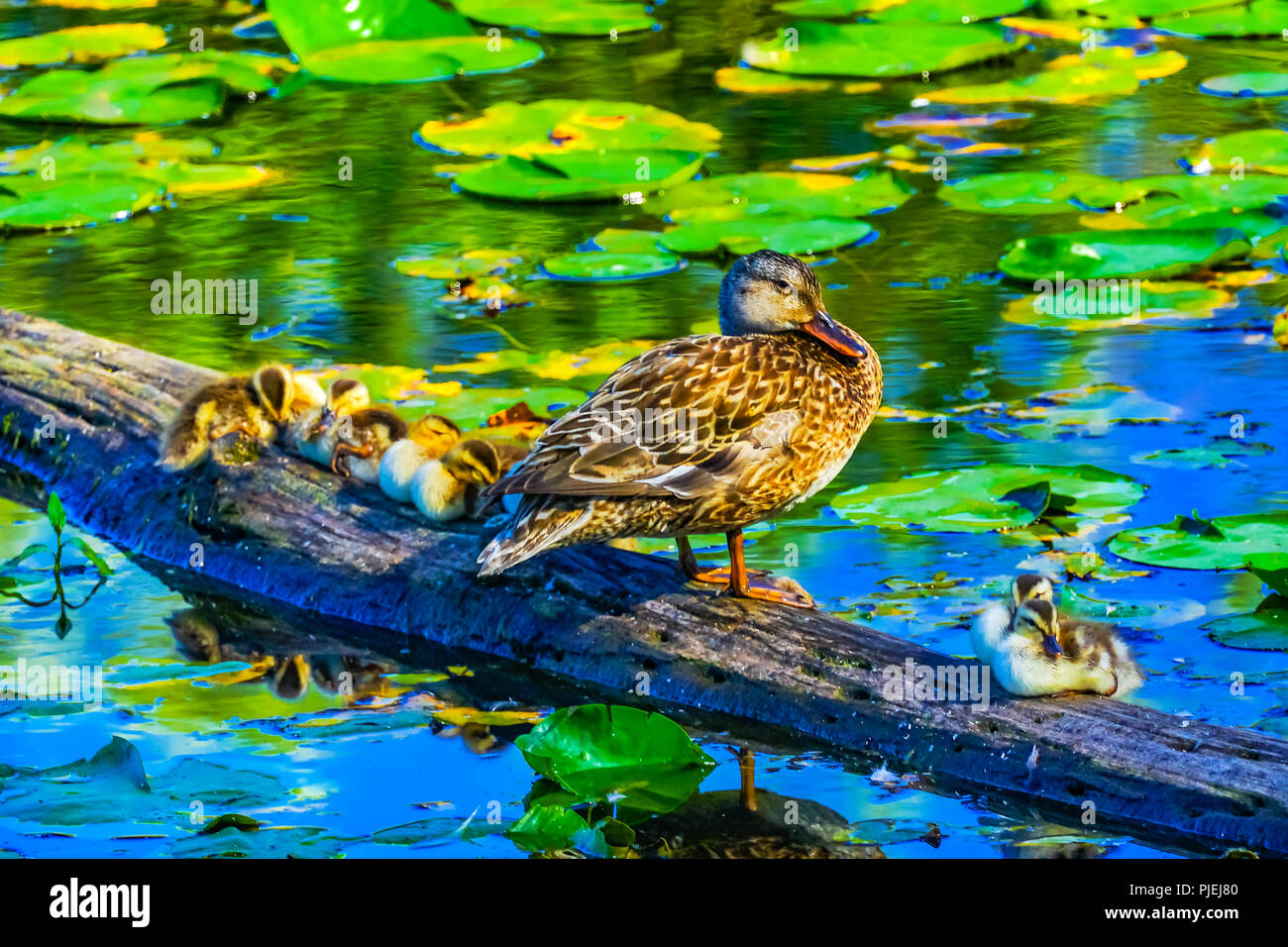 Mallard Duck Female Small Ducklings Baby Ducks Juanita Bay Park Lake ...