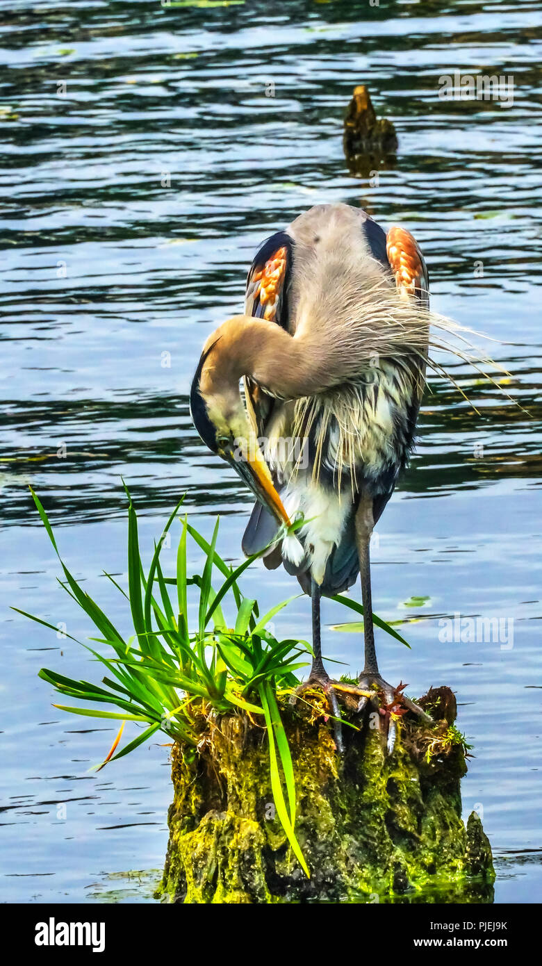 Great Blue Heron Ardea herodias Juanita Bay Park Lake Washington ...