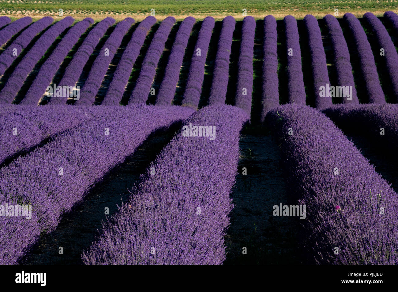Lavender fields on Valensole Plain of Provence region of Southern France Stock Photo - Alamy