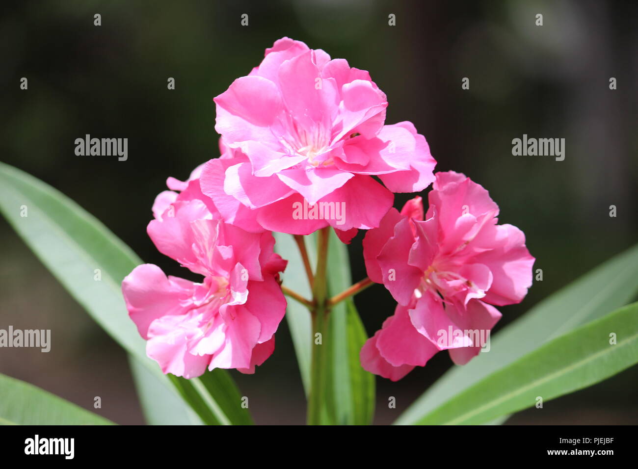 Dominican flower hi-res stock photography and images - Alamy