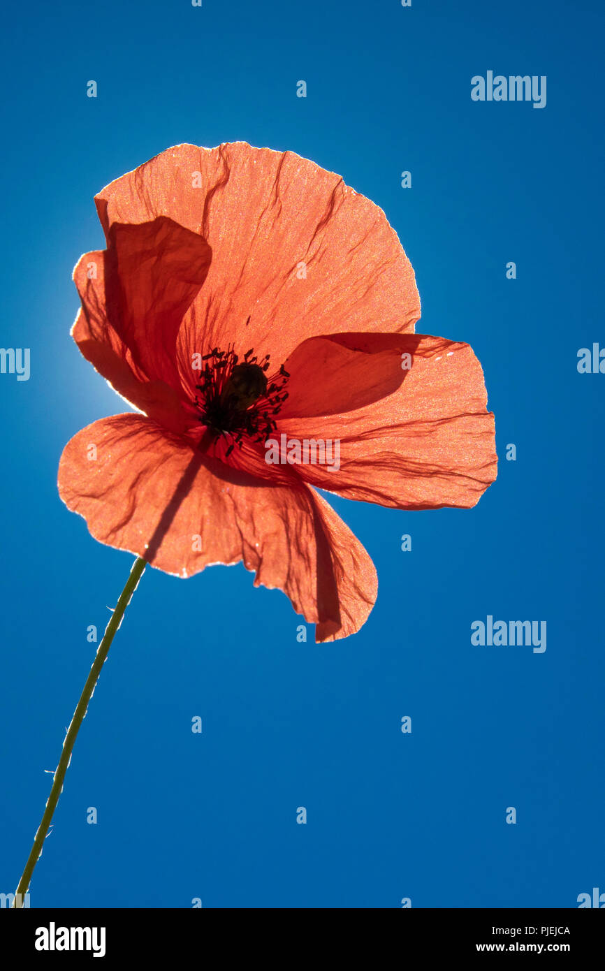 Poppy flower growing in Provence region of Southern France Stock Photo ...