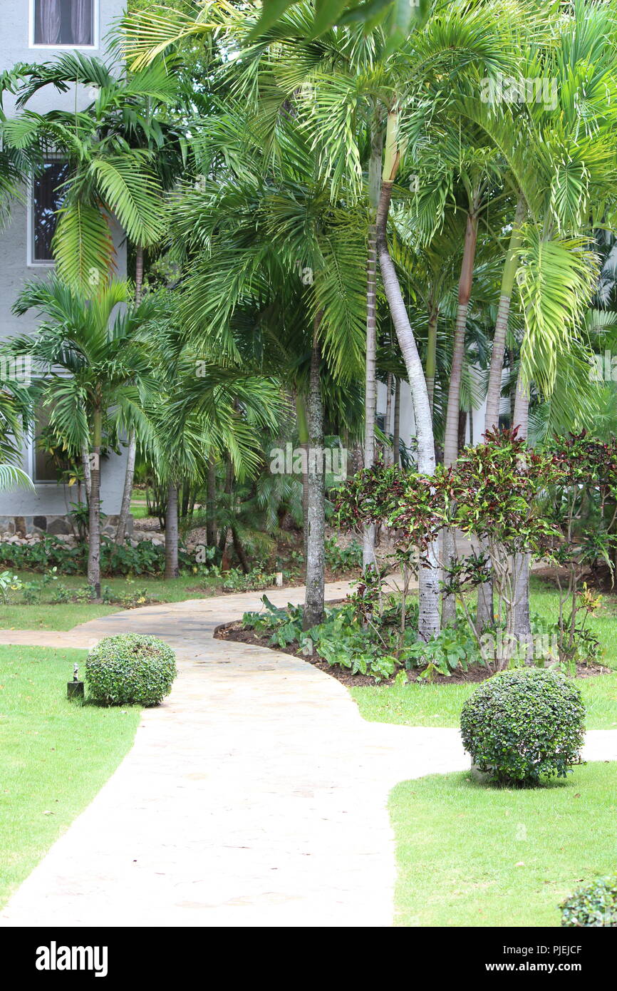 Walkway through a tropical garden with bushes and palm trees Stock ...