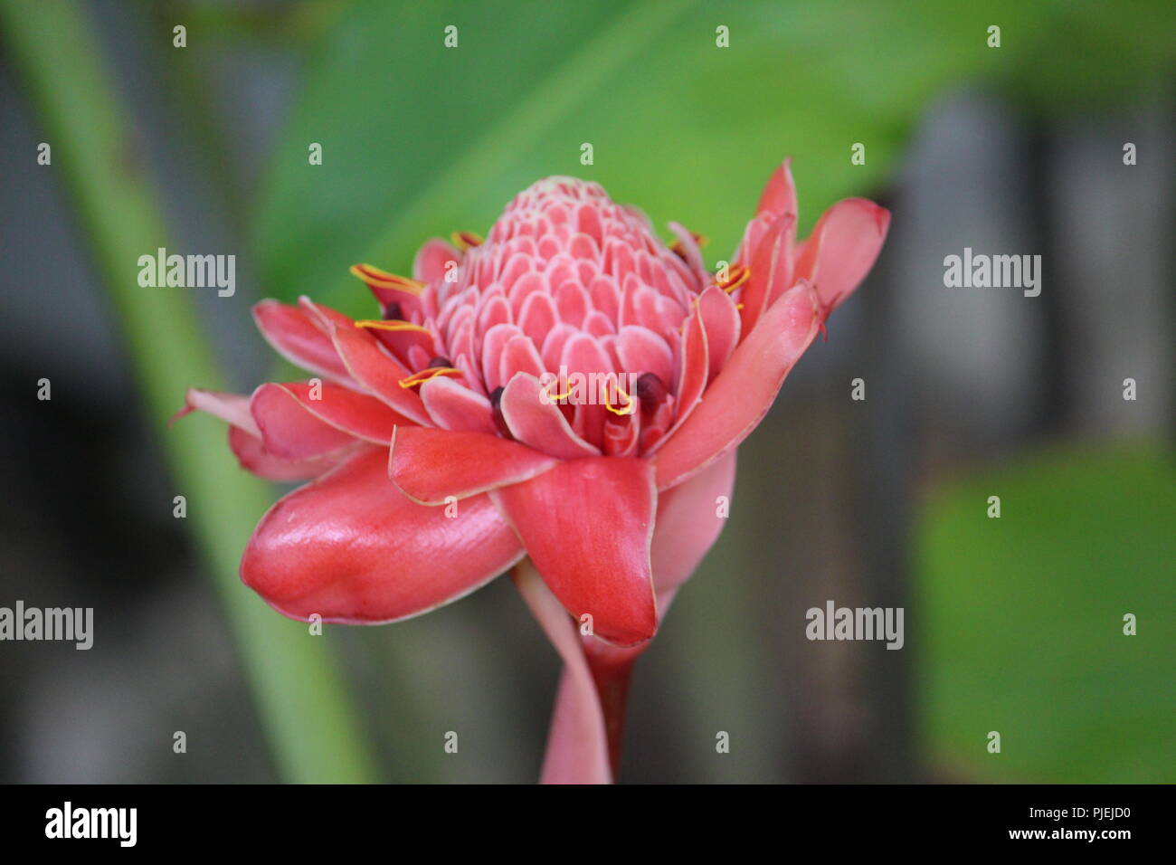 Dominican republic flower red hi-res stock photography and images - Alamy