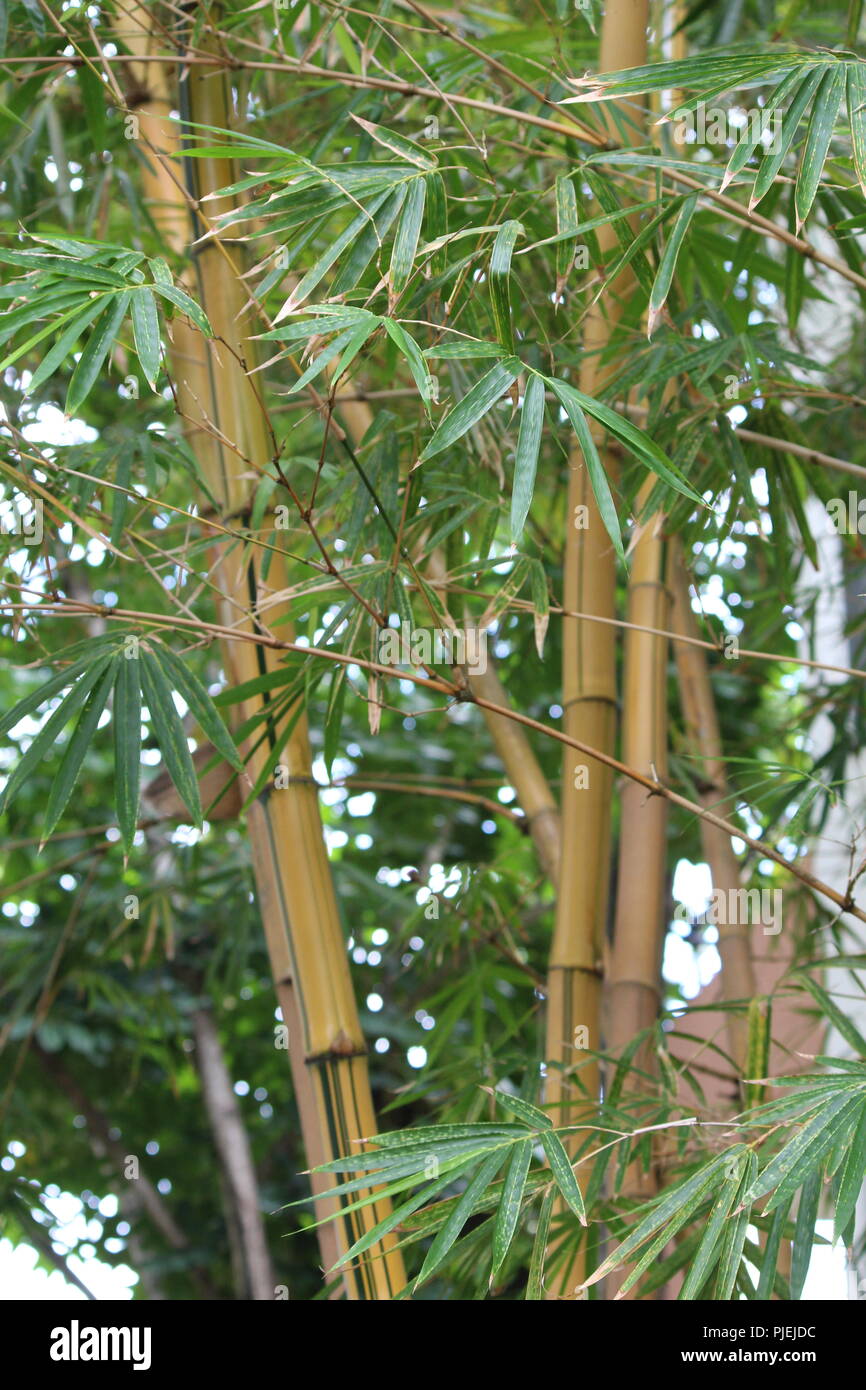 Bamboo branches hi-res stock photography and images - Alamy