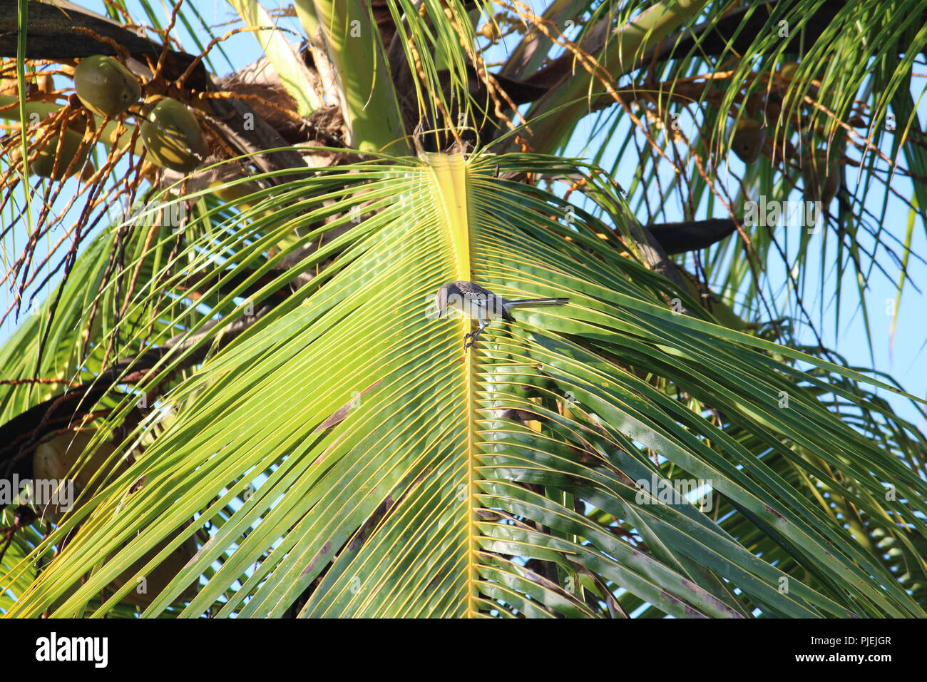 Palm tree and bird hi-res stock photography and images - Alamy