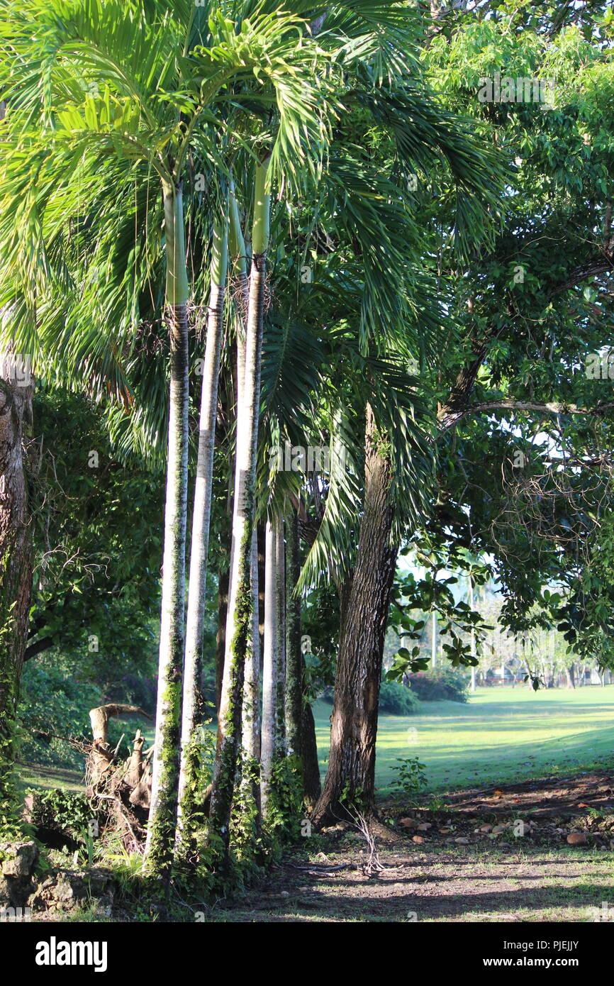 Shading trees hi-res stock photography and images - Alamy